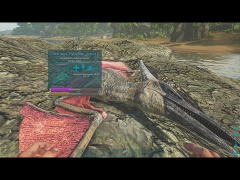 Ark Taming System Roblox Studio. - YouTube