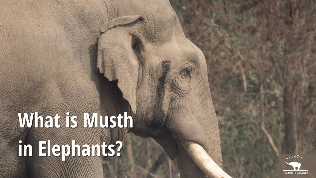 What is Musth in Elephants? - YouTube