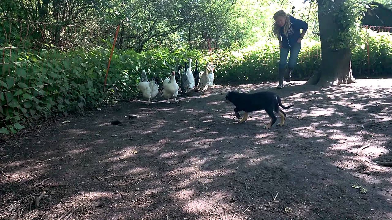 Devonairs Dot Working Ducks 11 Weeks Old YouTube Devonairs Dot Working Ducks 11 Weeks Old YouTube
