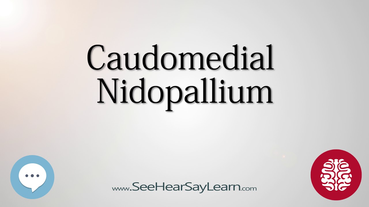 Caudomedial Nidopallium Anatomy of the Brain SeeHearSayLearn 🔊 - YouTube