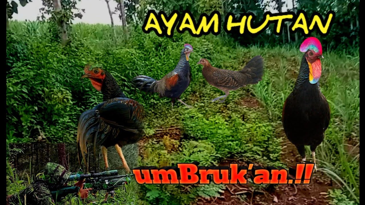 berburu Ayam Hutan pagi‼️#3bangjago_babonan - YouTube