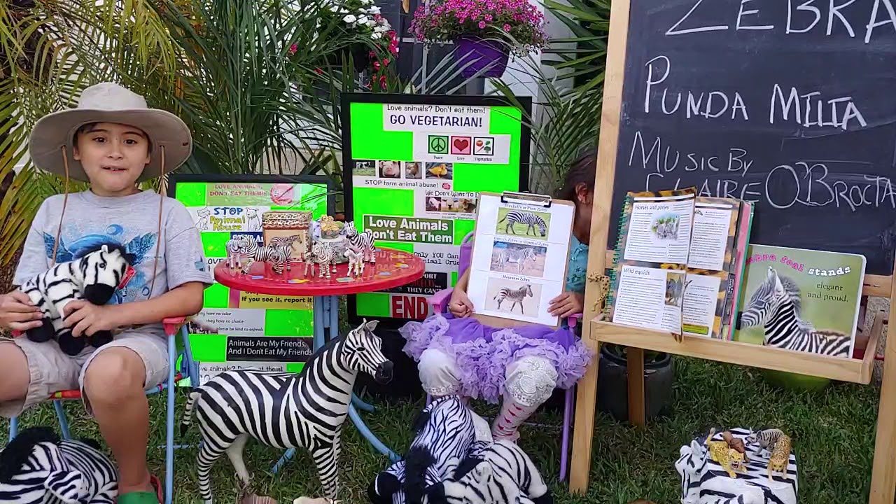 Zebra, Animal Action Eli - YouTube