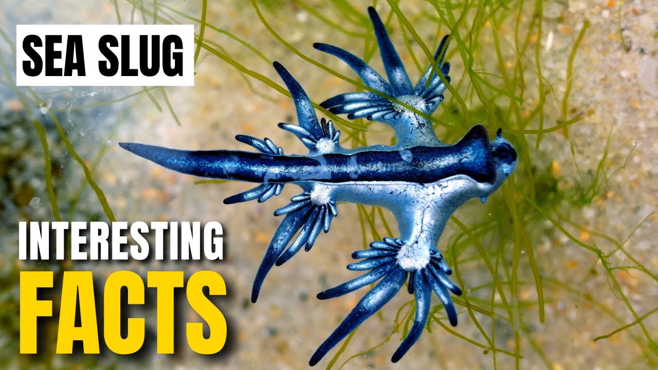 Amazing facts of Sea Slug | Interesting Facts | The Beast World - YouTube