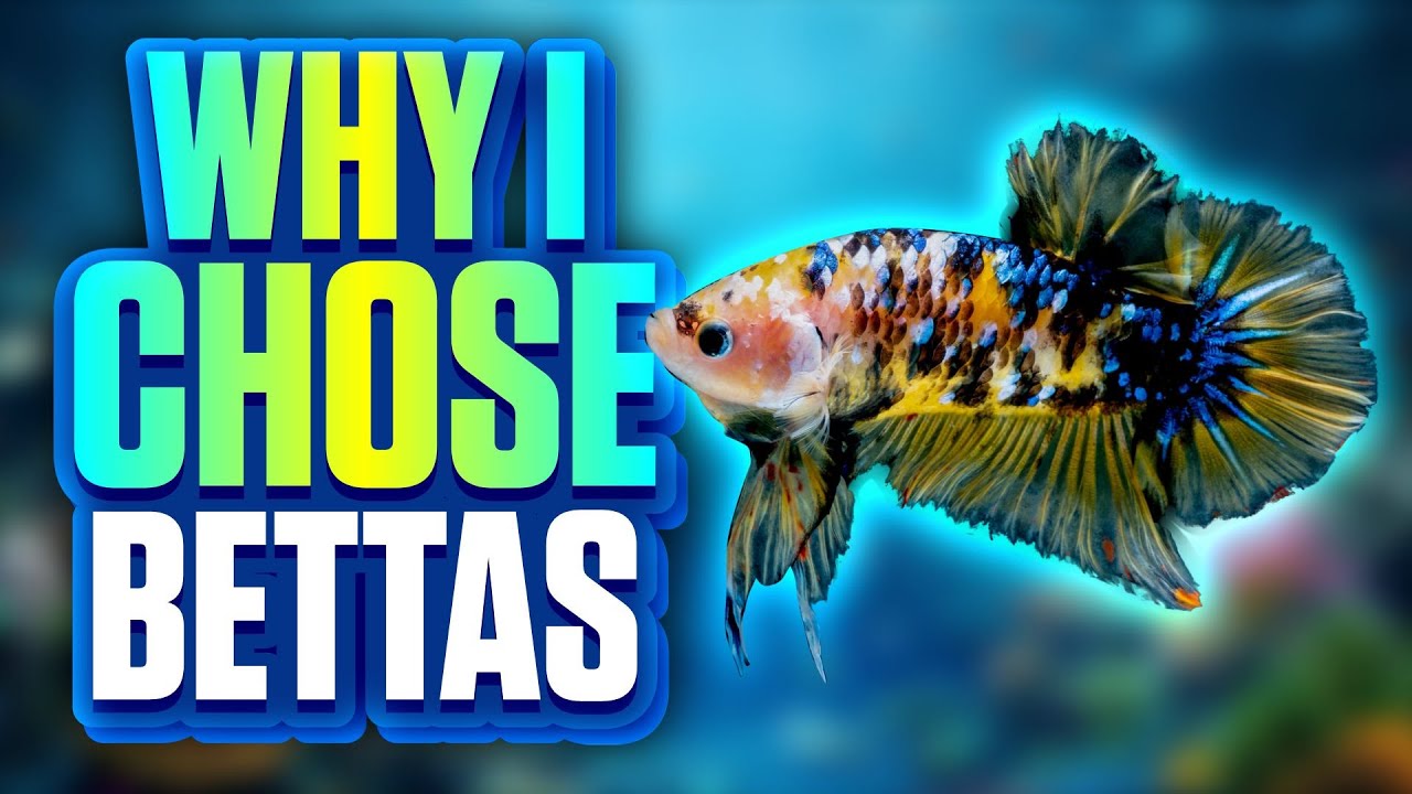 9 Reasons I Chose Betta Fish For My Fish Room! - YouTube