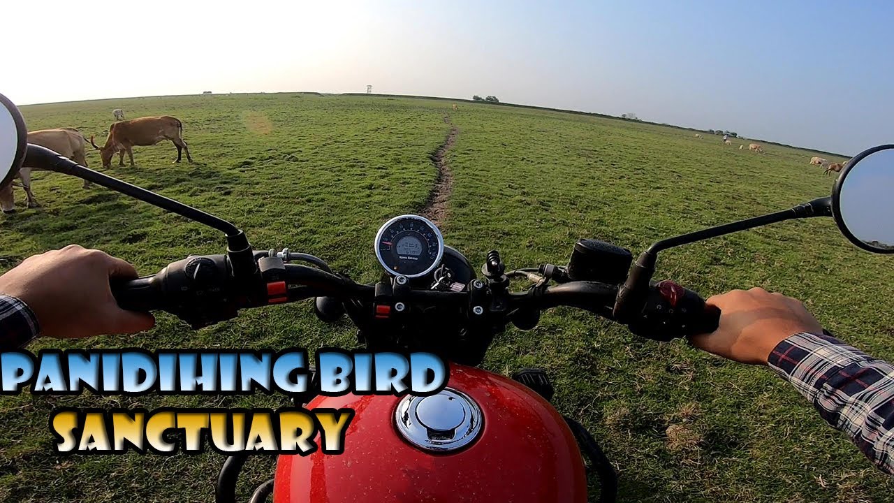 PANI DIHING BIRD SANCTUARY 🐦ONCE AGAIN |ASSAMESE| - YouTube