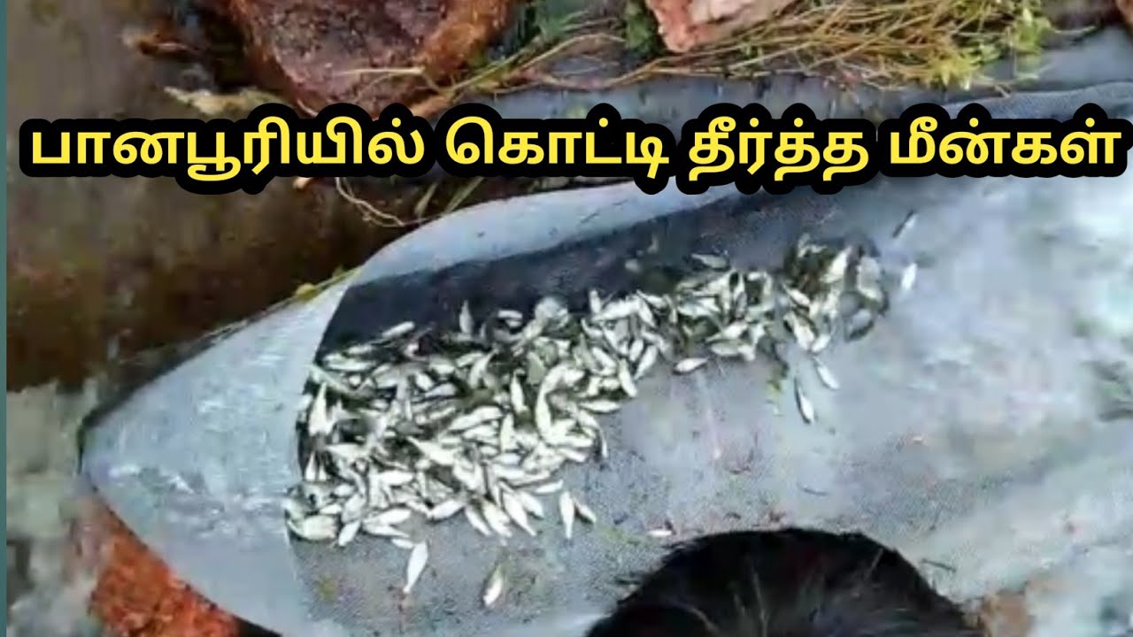 5kg fish in 1 hour fish catching with pannapuri🐟🐟🐟/Valladiyar kottai ...