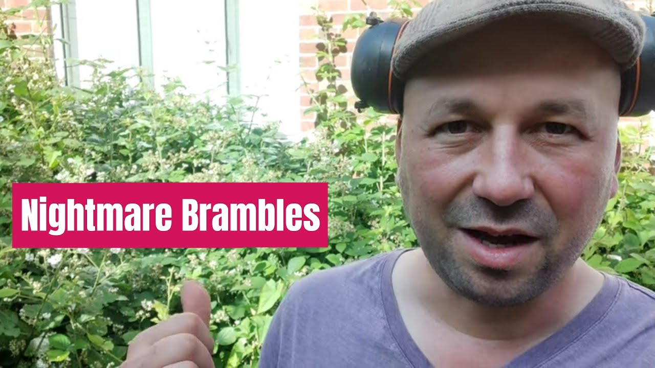 Clearing A NIGHTMARE Bramble Patch - COVERED The Front of A House - YouTube