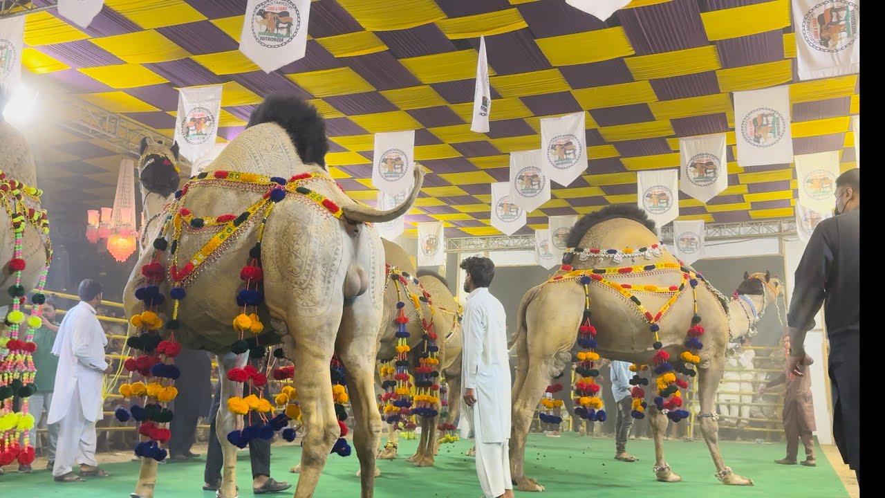 Worlds Biggest Camel Show | Camel Modelling 2024 - YouTube