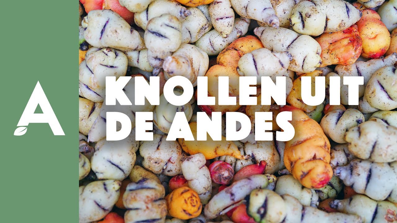 Knollen uit de Andes I Een groener thuis #13 I Angelo Dorny - YouTube