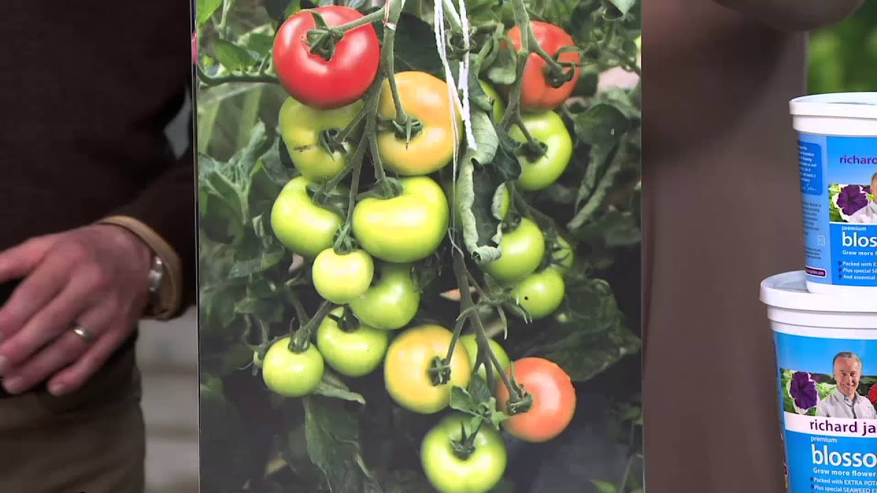 Richard Jackson's Blossom Booster Plant Food Concentrate on QVC - YouTube