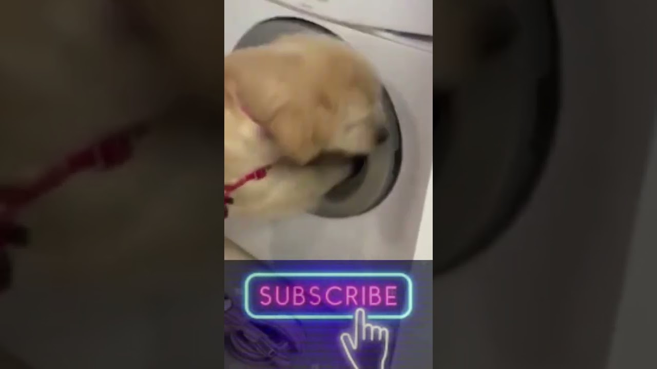 short funny dogs videos #shorts - YouTube