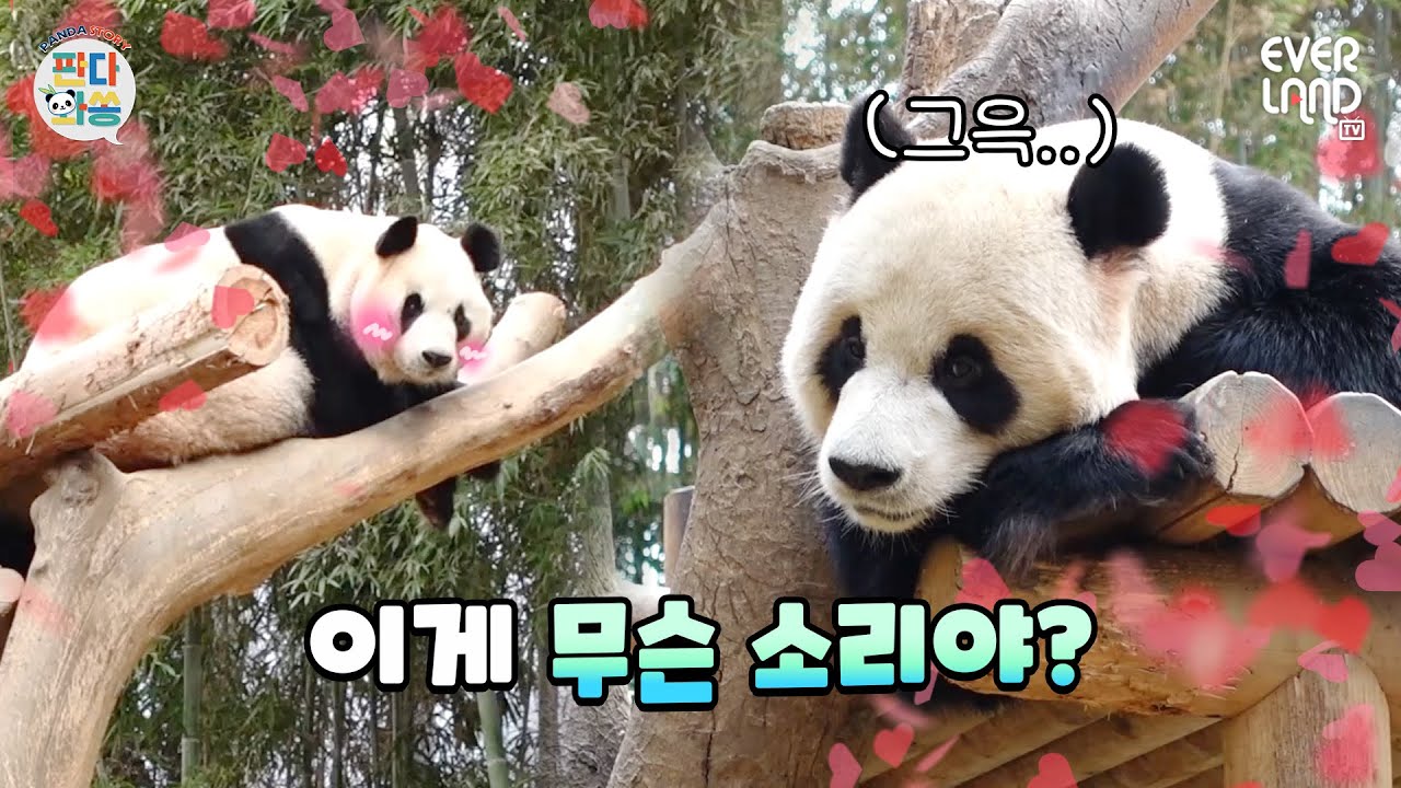Eng 성큼 다가온 봄 바오가족 일상 Vlog 판다와쏭 87 Youtube