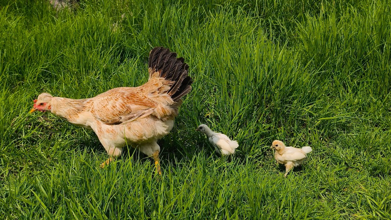 🛑Clarisse y sus POLLITOS libres pastoreando por el TERRENO 🤩🐔🐤🐣🐥 - YouTube