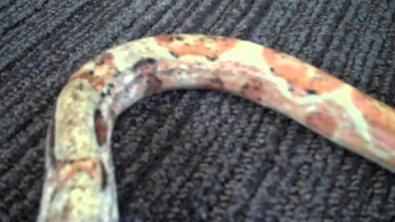 Paradox Sunglow Redtail boa morph MP4 Colombian cross reptile snake ...