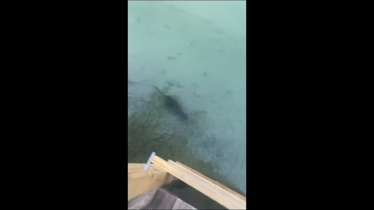 Man Spots A Duck Chasing After A Fish Underwater In A River - YouTube