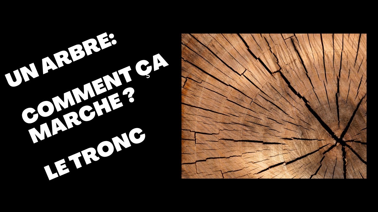 Arbre comment ça marche ? Épisode 2: Les différentes parties du tronc ...