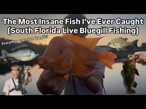 The Most Insane Exotic Fish I’ve Ever Caught(South Florida Live ...