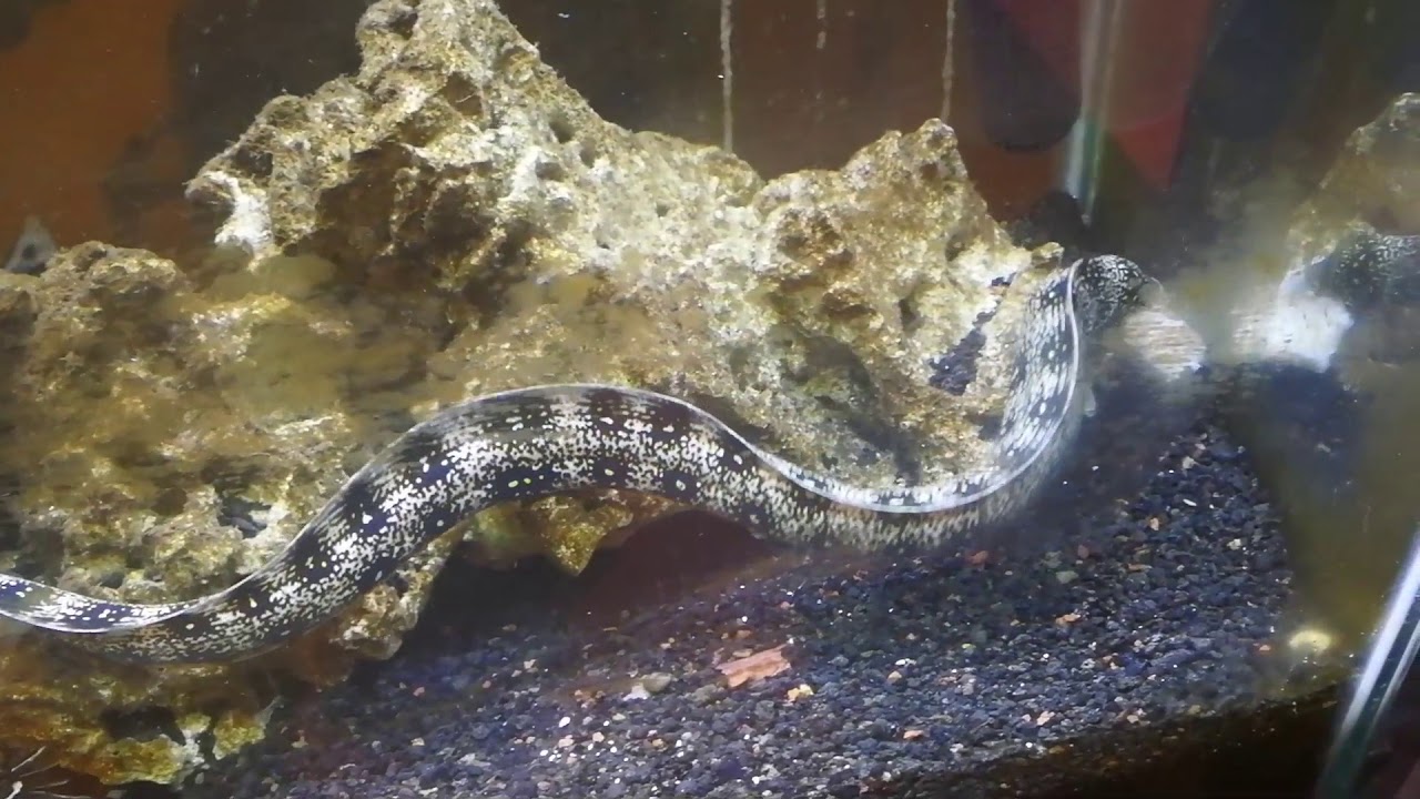 Snowflake Eel Feeding - YouTube