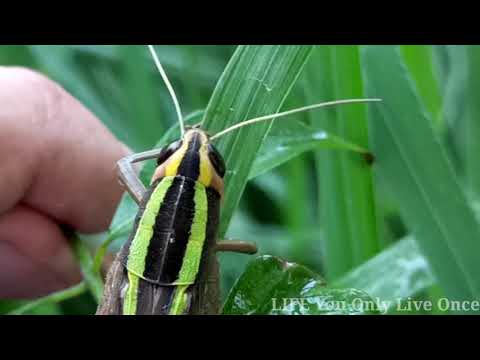 What Locusts Are Capable Of