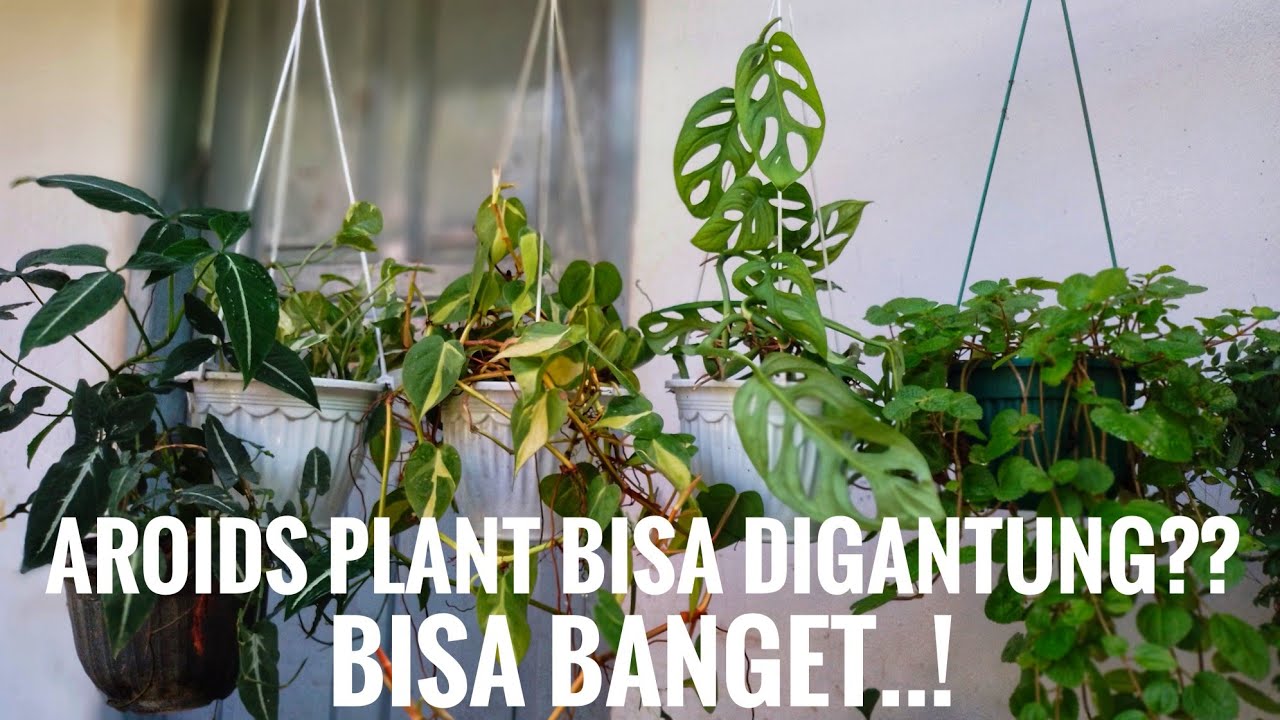 INSPIRASI JENIS TANAMAN AROID SEBAGAI TANAMAN HIAS GANTUNG - YouTube