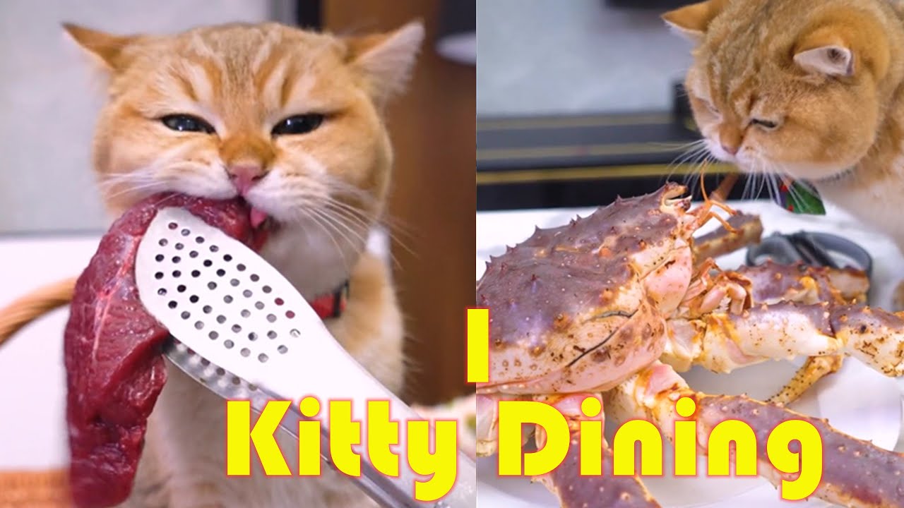 (ASMR Eating) Cat Eating King Beef and King Crab - YouTube