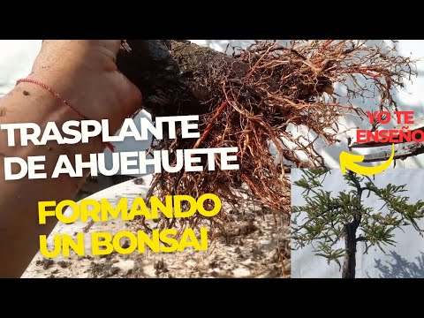 Trasplante de ahuehuete para mejorar nebari y maximizar crecimiento # ...