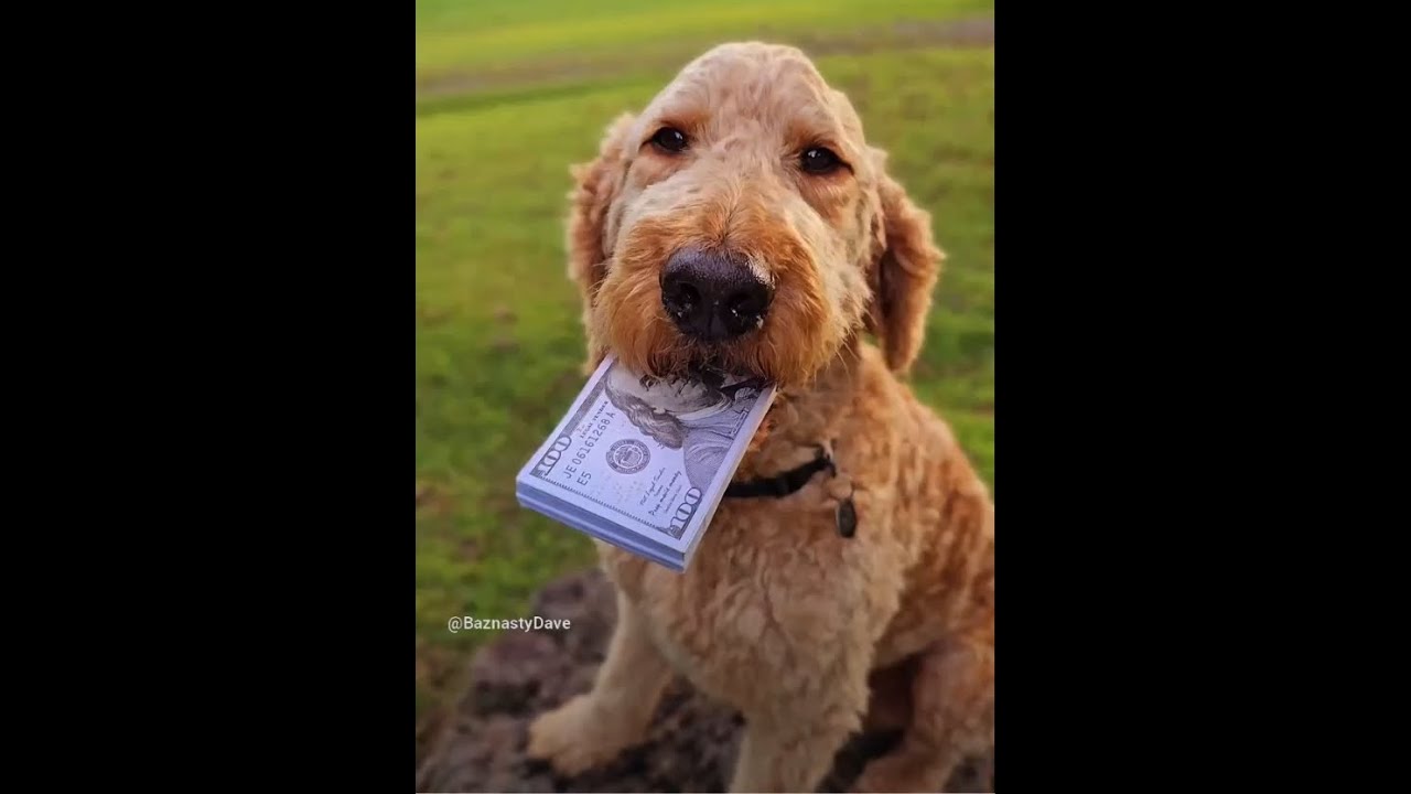$10,000 Fetch - YouTube