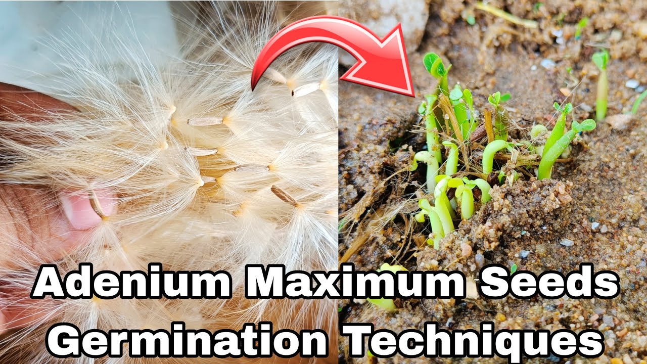 adenium propagation with seeds| process for maximum germination - YouTube