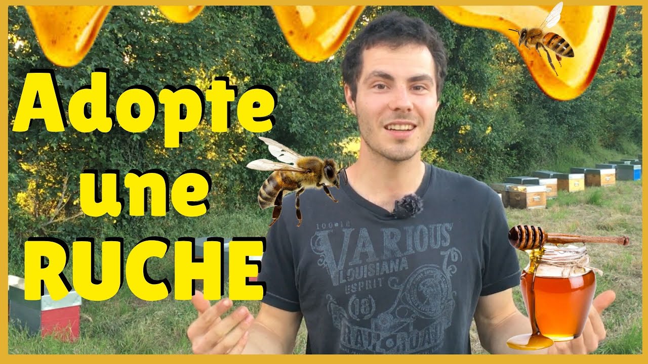 Comment avoir du MIEL quand on y connait RIEN en Apiculture? Astuce ...