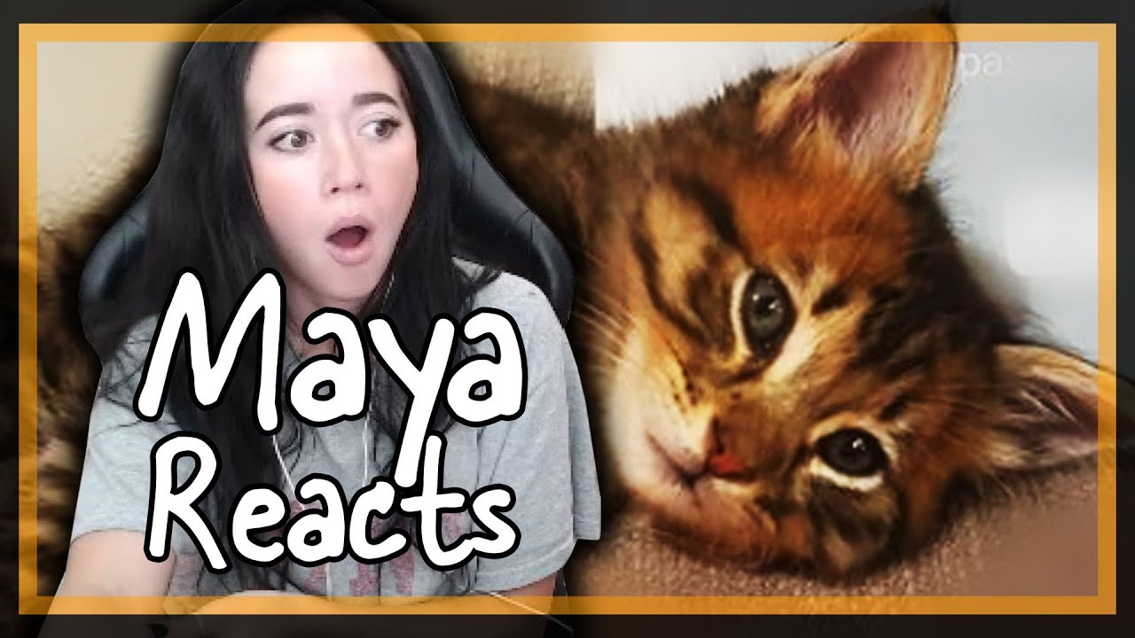 Maya Reacts to Chompy Cutest Moments! - YouTube