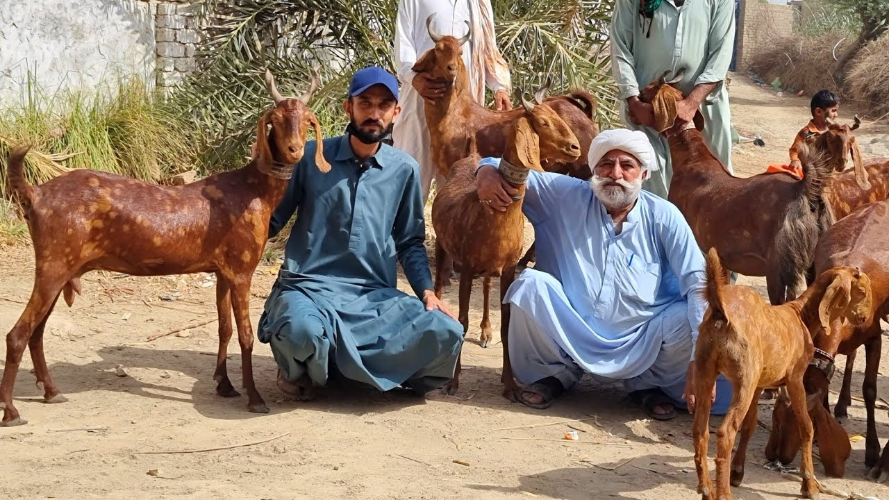 Gulabi Tapri Goat Breed|Narejo Goat Farm | Complete Documentary - YouTube