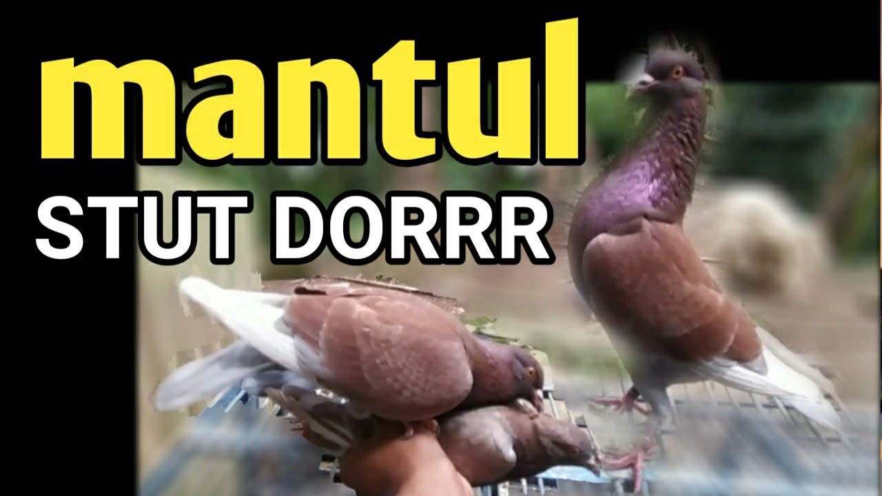 Mengenal karakter merpati balap tinggi stut kenceng - YouTube