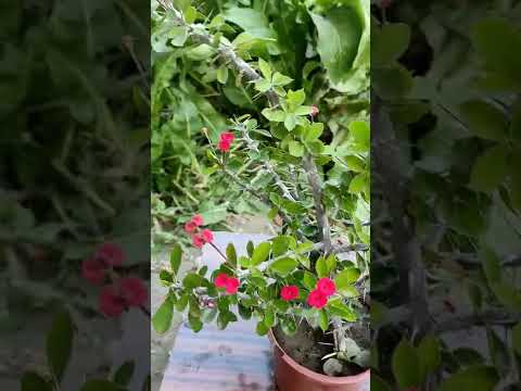 Euforbia mili, Tikanlar taci, Bednezer gulu