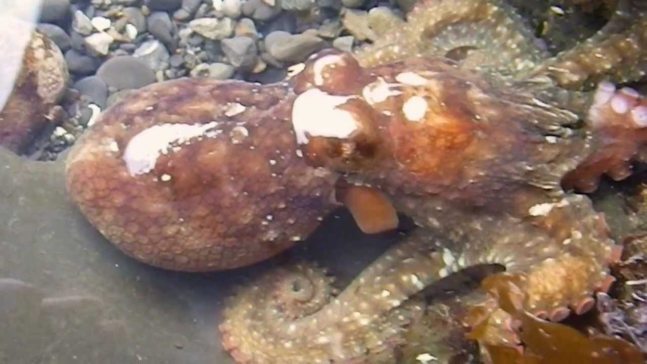 Red Octopus (Octopus rubescens) on the offensive at Linda Mar - YouTube