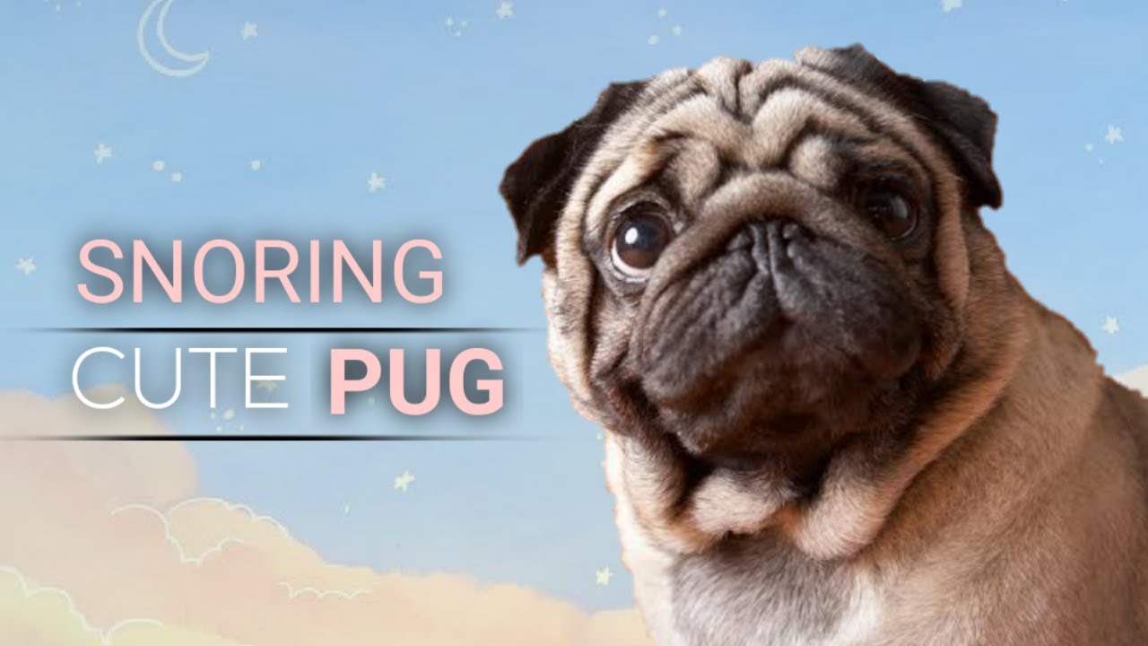 Snoring Pug - YouTube