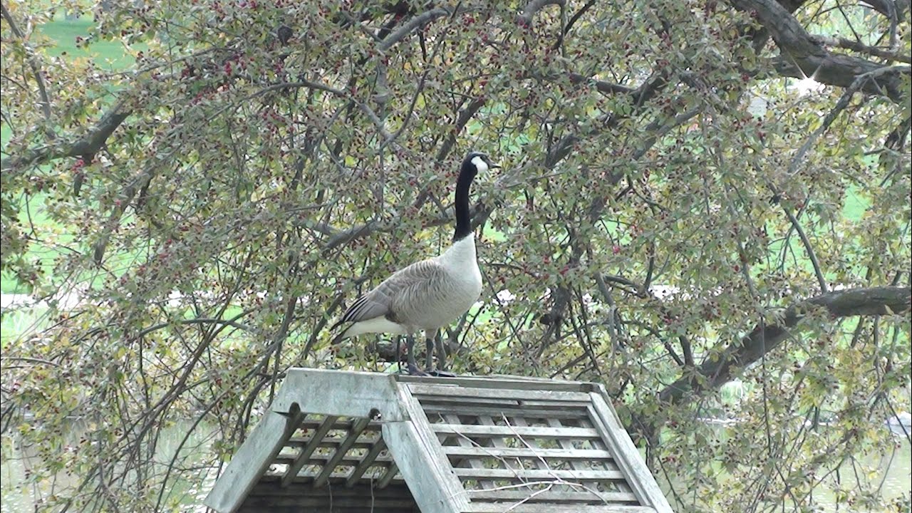 Canada Goose Calling Out Danger While Standing on Arbor, beautiful ...