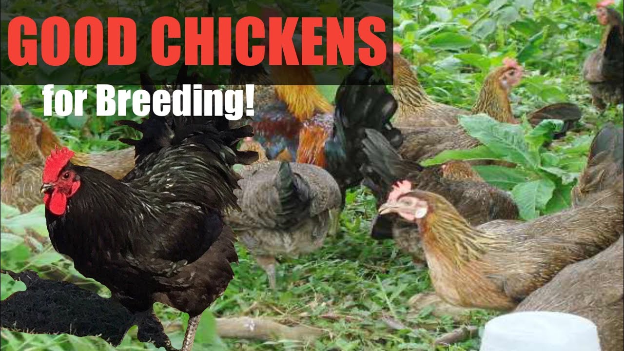 HOW A GOOD CHICKEN FOR BREEDING LOOK LIKE - Know how to select!!. - YouTube