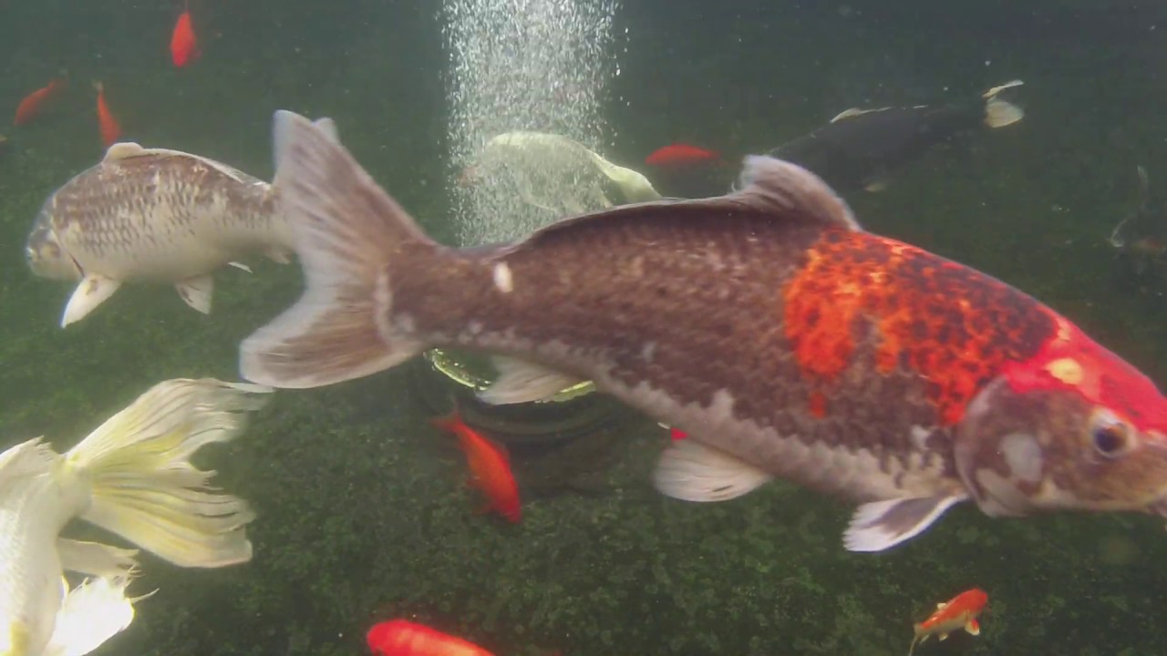 Backyard pond - lots of fish! - YouTube