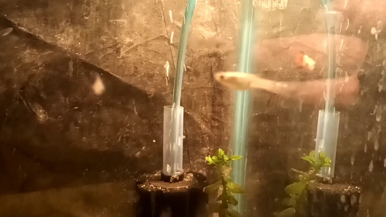Guppy project........#projectpoecilia - YouTube