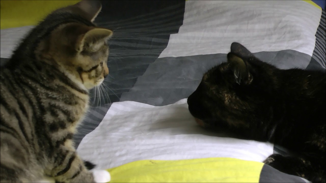 Mongo The Cat meets Zorro The Kitten 20170810 - YouTube