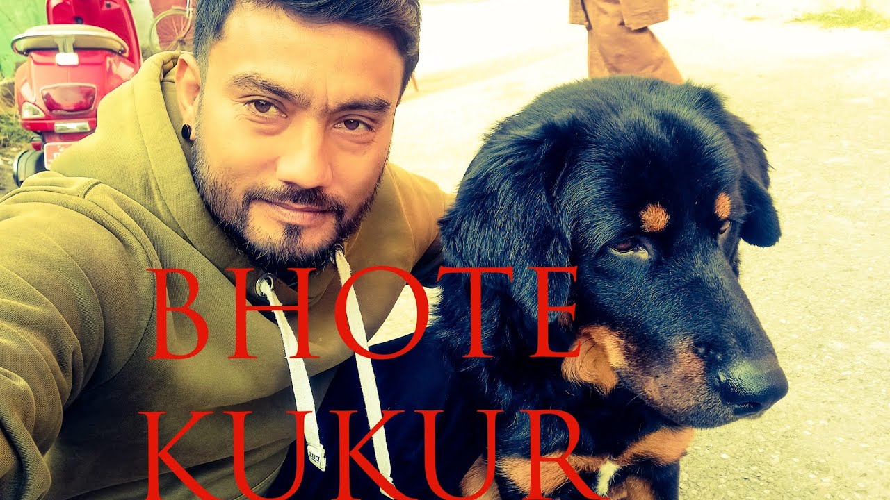 Nepali Dog | Bhote kukur | - YouTube