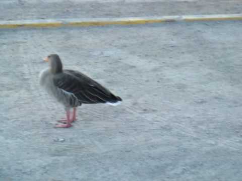 el pato volador - YouTube