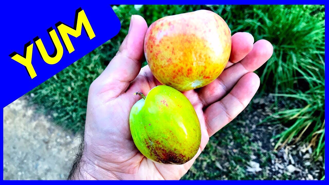 Flavor Grenade Pluot Fruit Tree - AMAZING First Harvest (2019) - YouTube