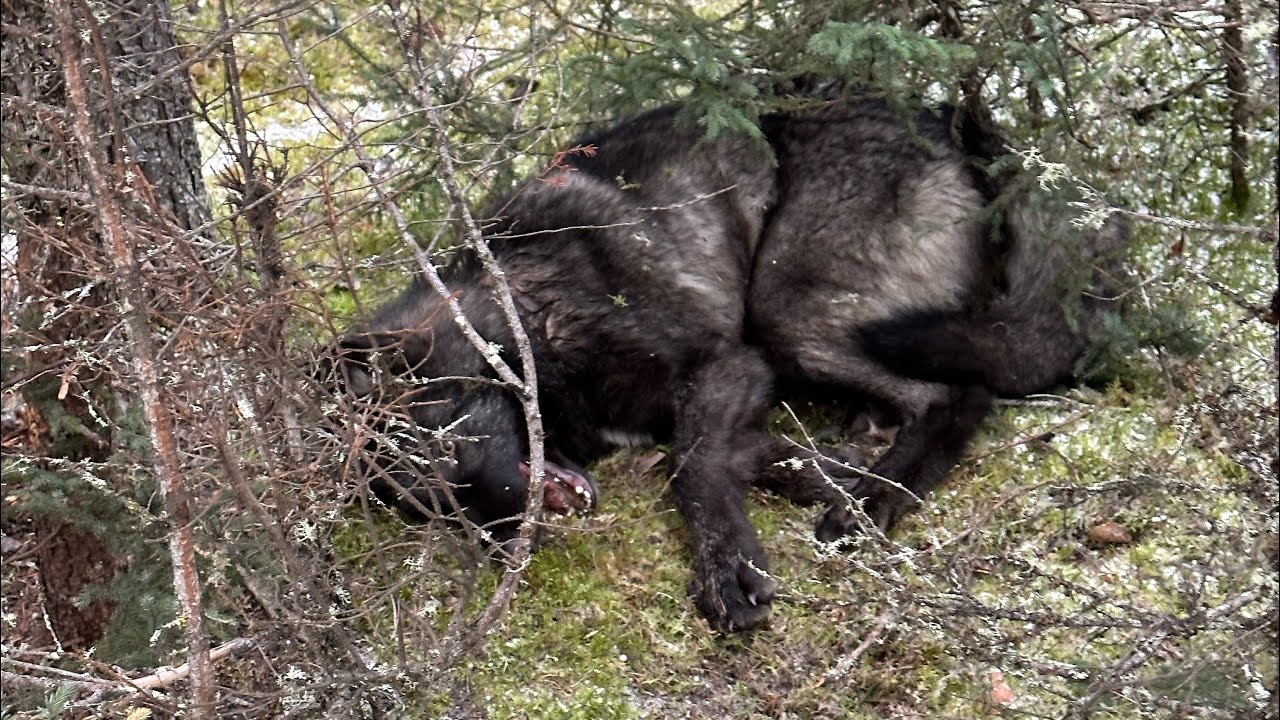 Wolf trapping 2023. (October) First wolf of the season. Northern mb ...