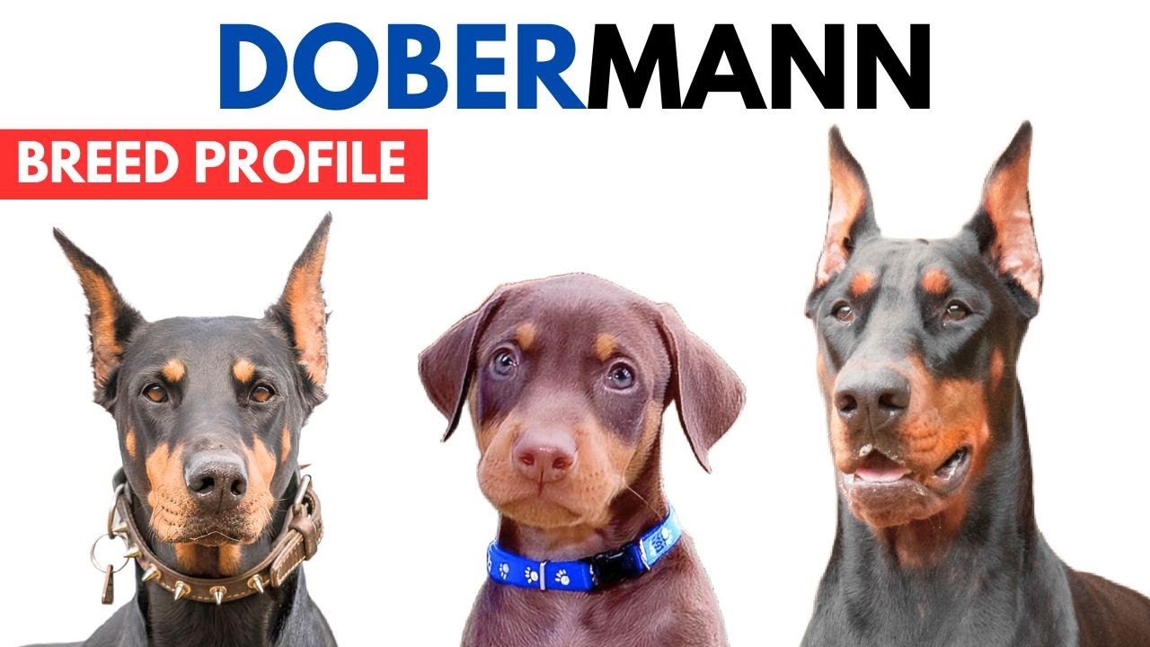 Dobermann Breed Profile History - Price - Traits - Dobermann Pinscher ...