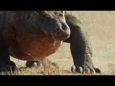 ÇOK NADİR !!!  Yılan Kral Kobra Komodo Ejderha, Kobra vs Monitör Kertenkele gelen Timsah Yumurta Kay