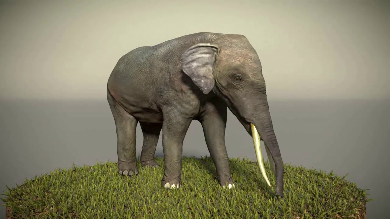 Rincoterio - YouTube