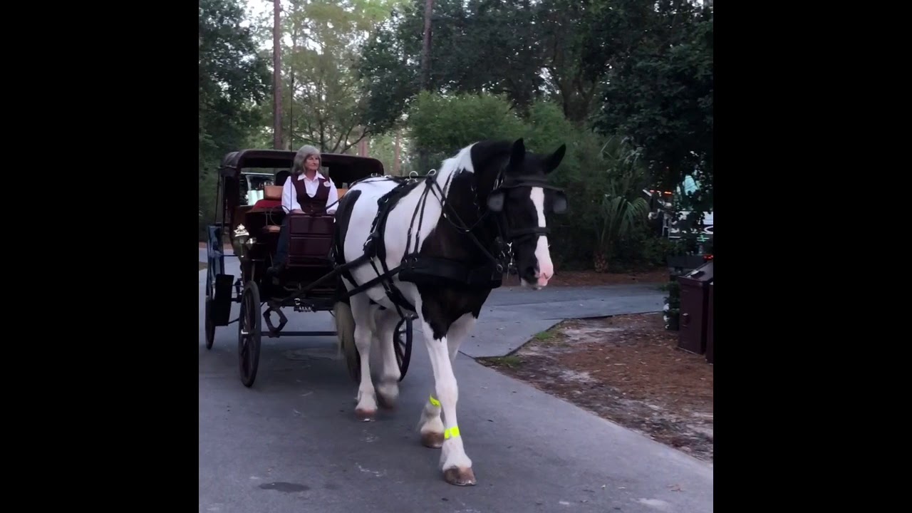 Horse-Drawn Carriage Rides at Disney's Fort Wilderness Resort Area ...