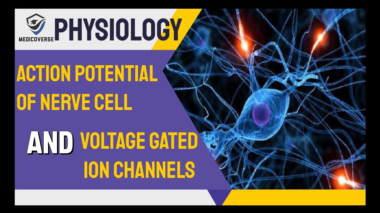 ACTION POTENTIAL OF NERVE CELL AND VOLTAGE GATED CHANNELS | SIMPLIFIED ...