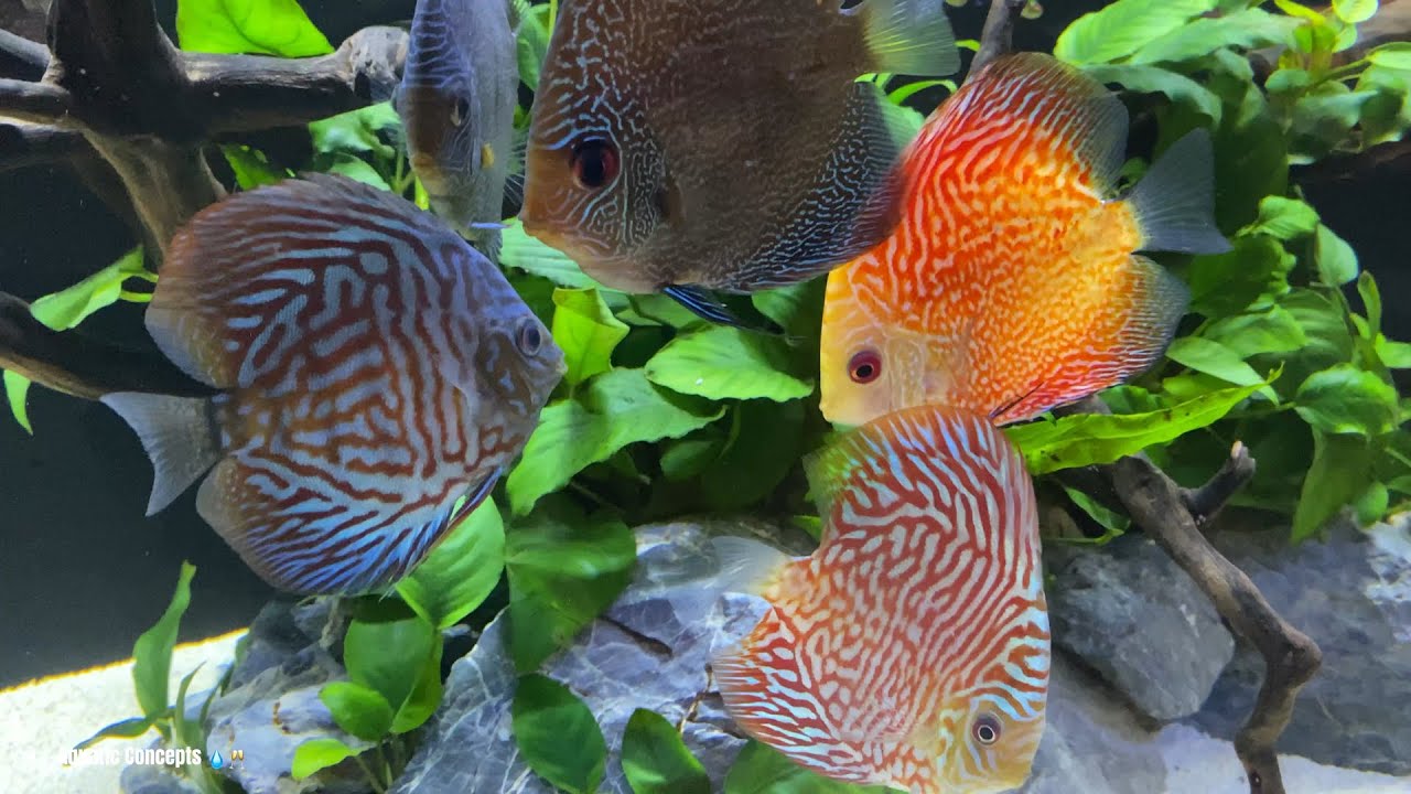 Aquascaping Trends: Innovative Ideas for Your 75-120 Gallon Discus Fish ...